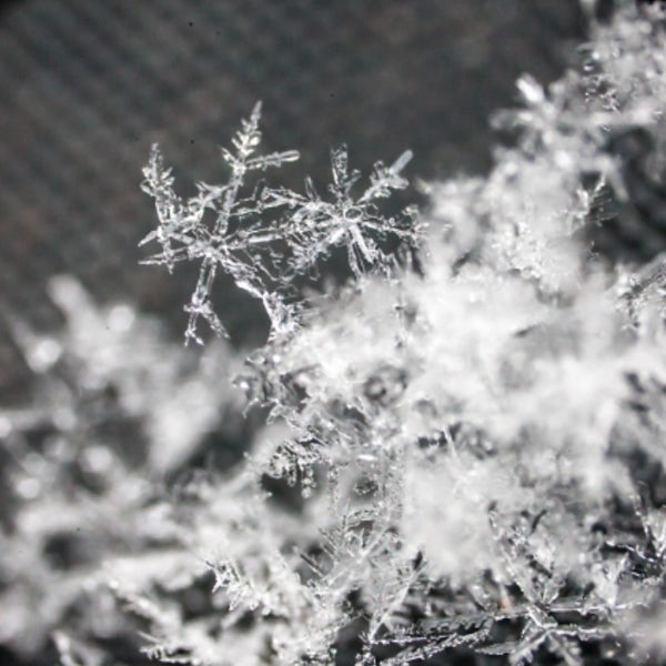 Clustering Cluster Algebras With Clusters Lims