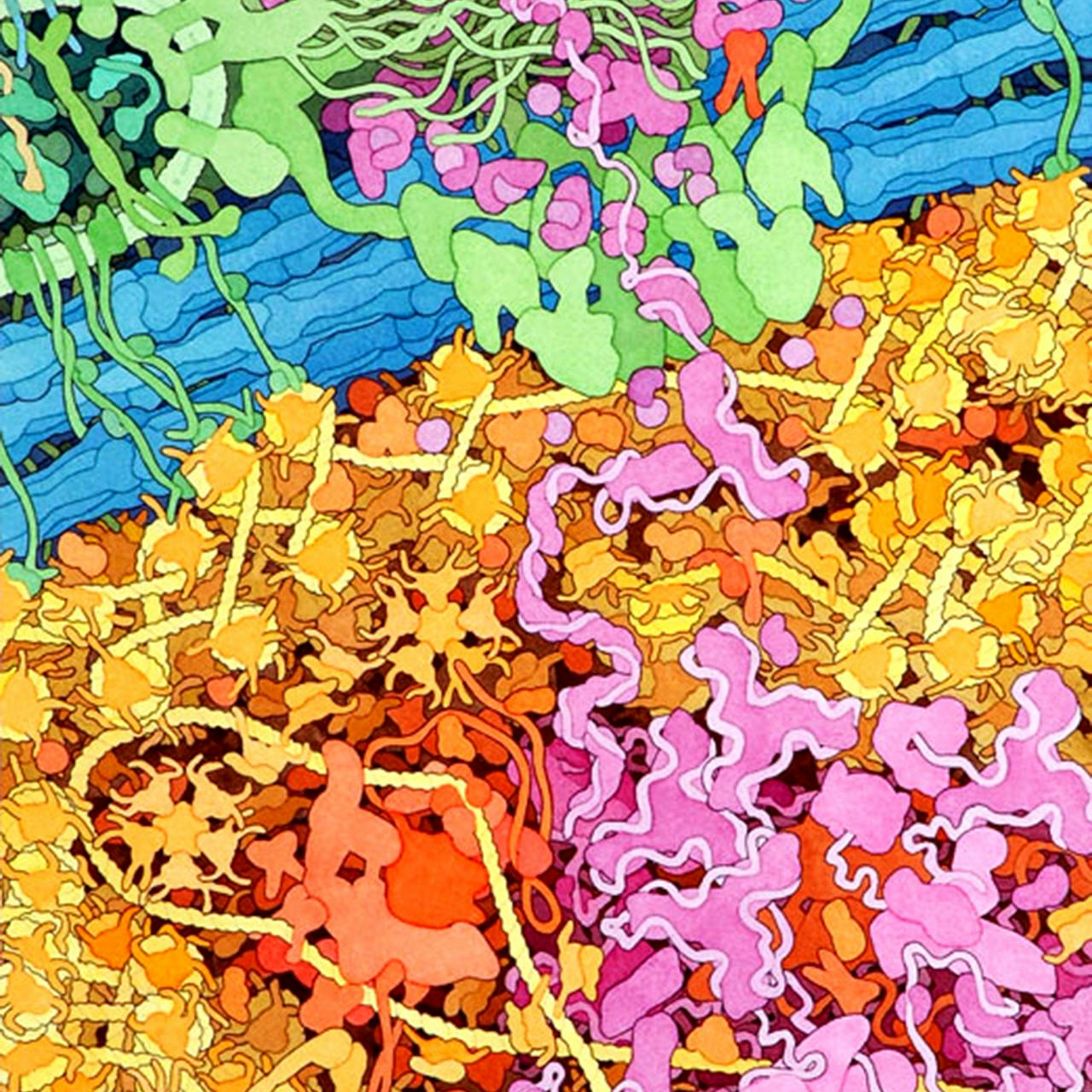 Machine Learning The Regulatory Structure Of Cell States London